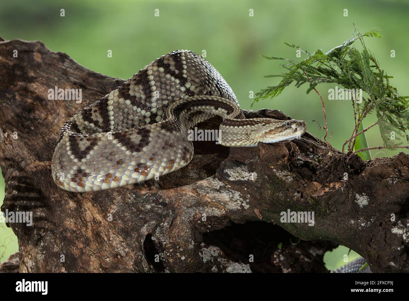The Neotropical Rattlesnake, Crotalus durissus, ranges from northeast ...