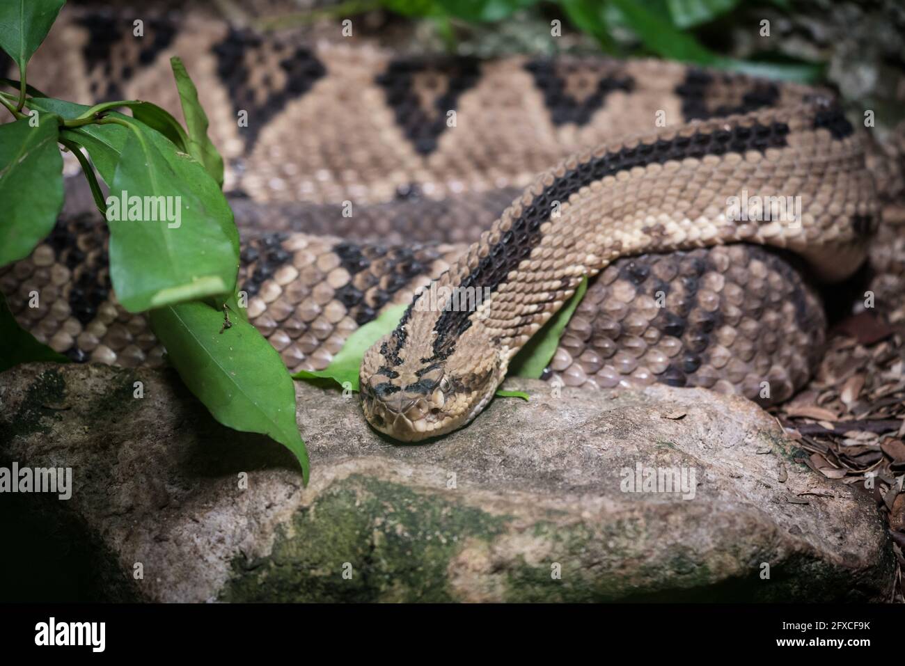 The Neotropical Rattlesnake, Crotalus durissus, ranges from northeast ...