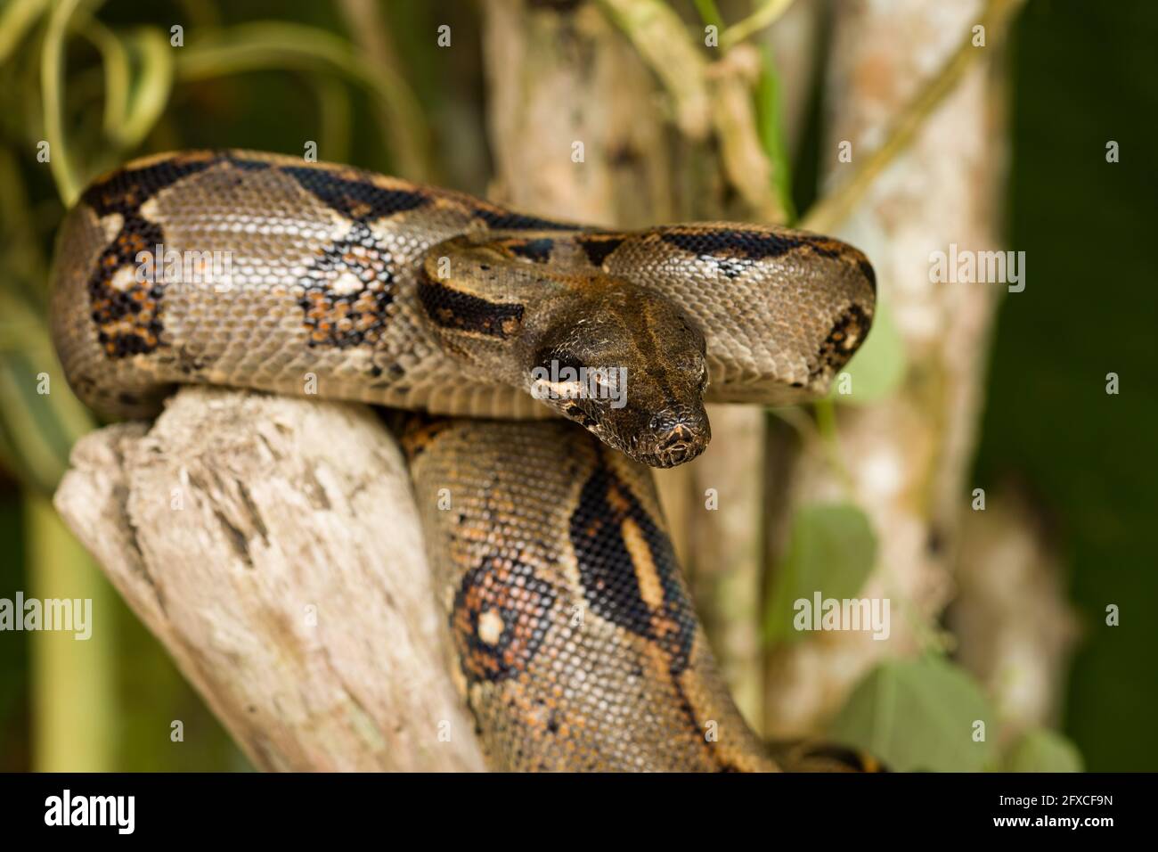 Imperator class hi-res stock photography and images - Alamy