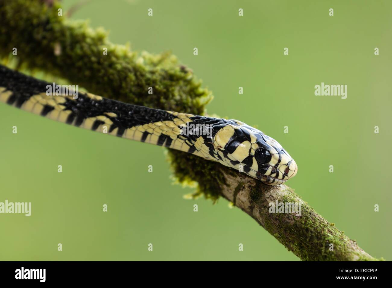 Chicken snake hi-res stock photography and images - Alamy