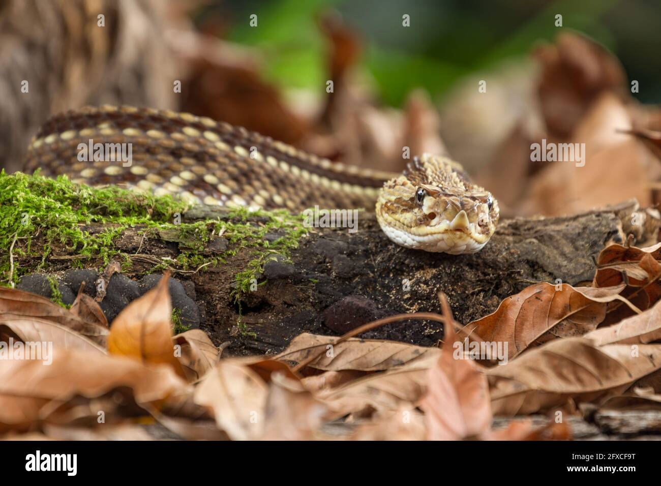 The Neotropical Rattlesnake, Crotalus durissus, ranges from northeast ...