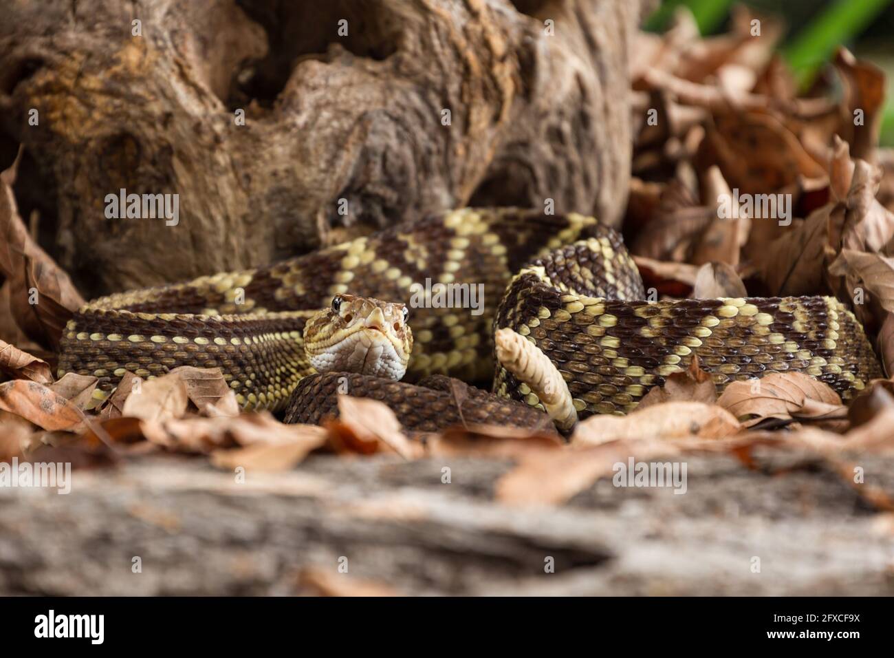 The Neotropical Rattlesnake, Crotalus durissus, ranges from northeast ...