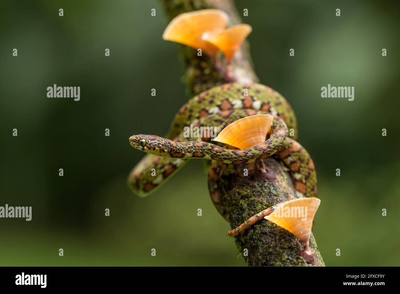 The Lichen-colored Snail-eating Snake - Sibon longifrenis, feeds on ...