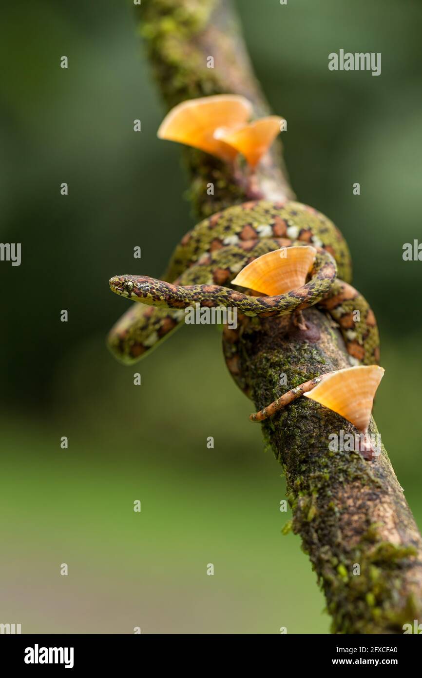 The Lichen-colored Snail-eating Snake - Sibon longifrenis, feeds on ...