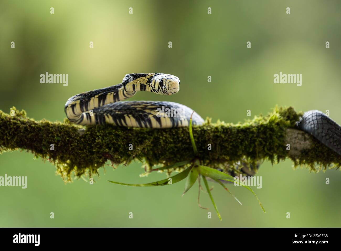 Tiger rat snake hi-res stock photography and images - Alamy