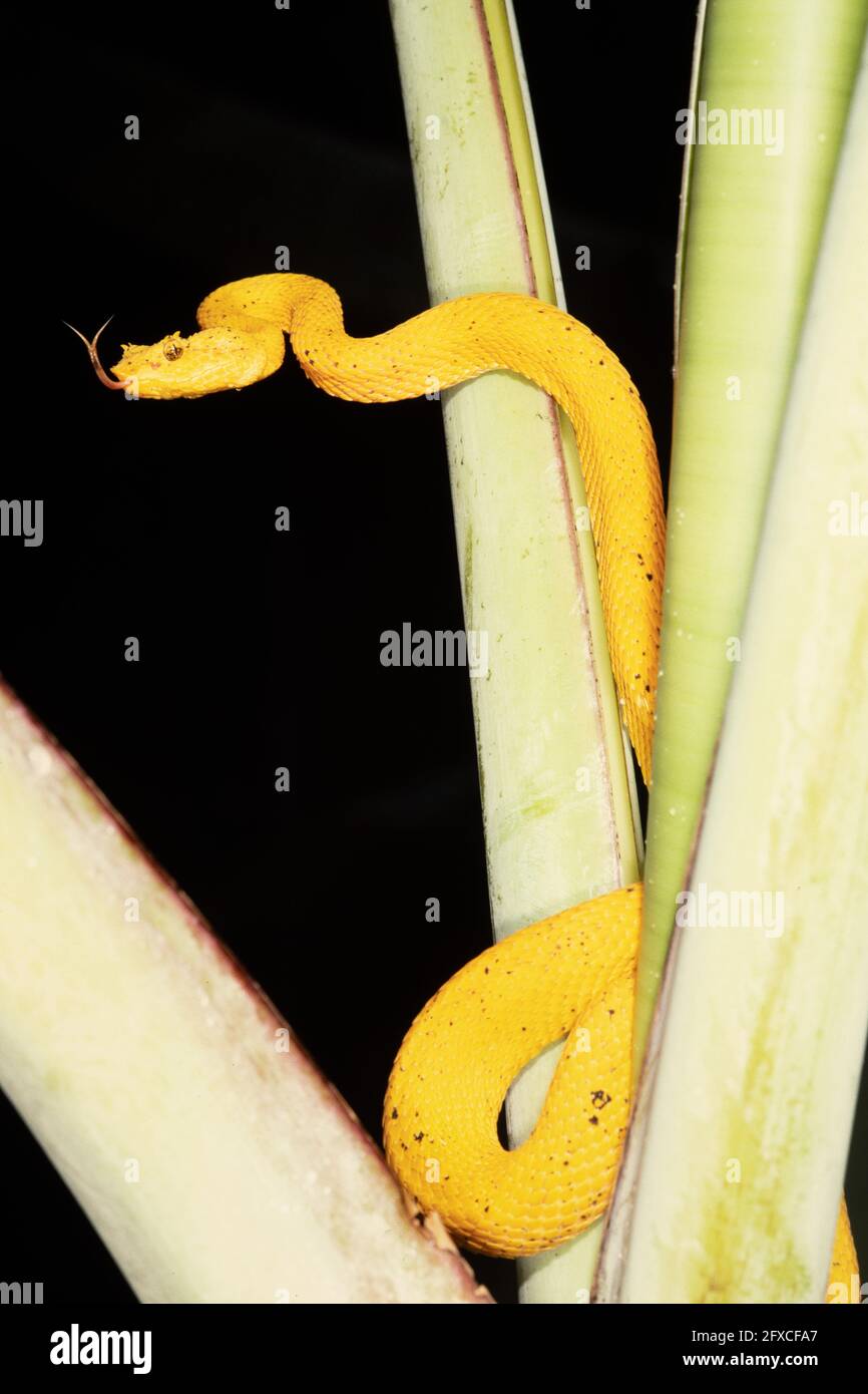 Eyelash viper south america hi-res stock photography and images - Alamy