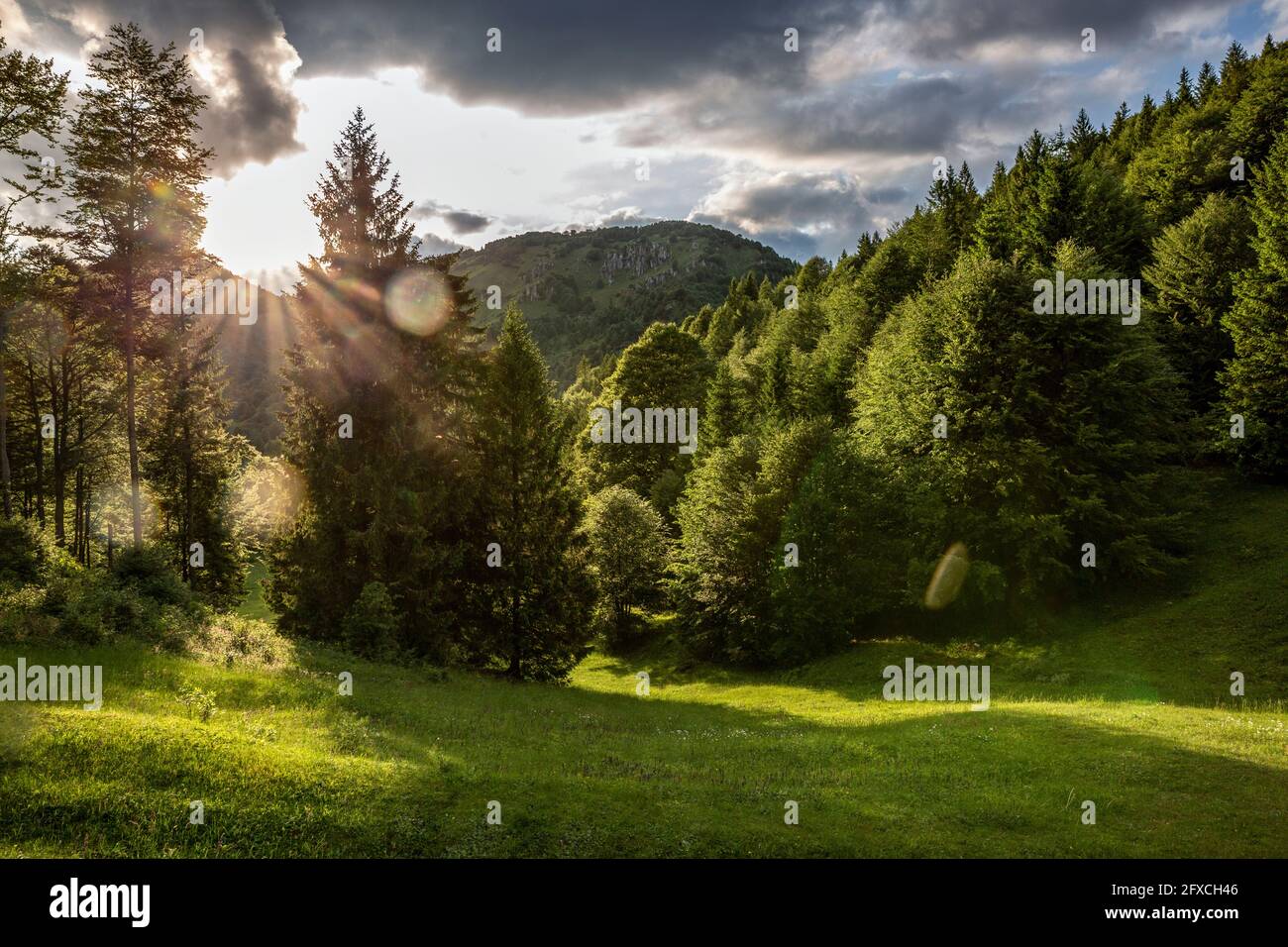 Green trees grass pine trees hi-res stock photography and images - Alamy