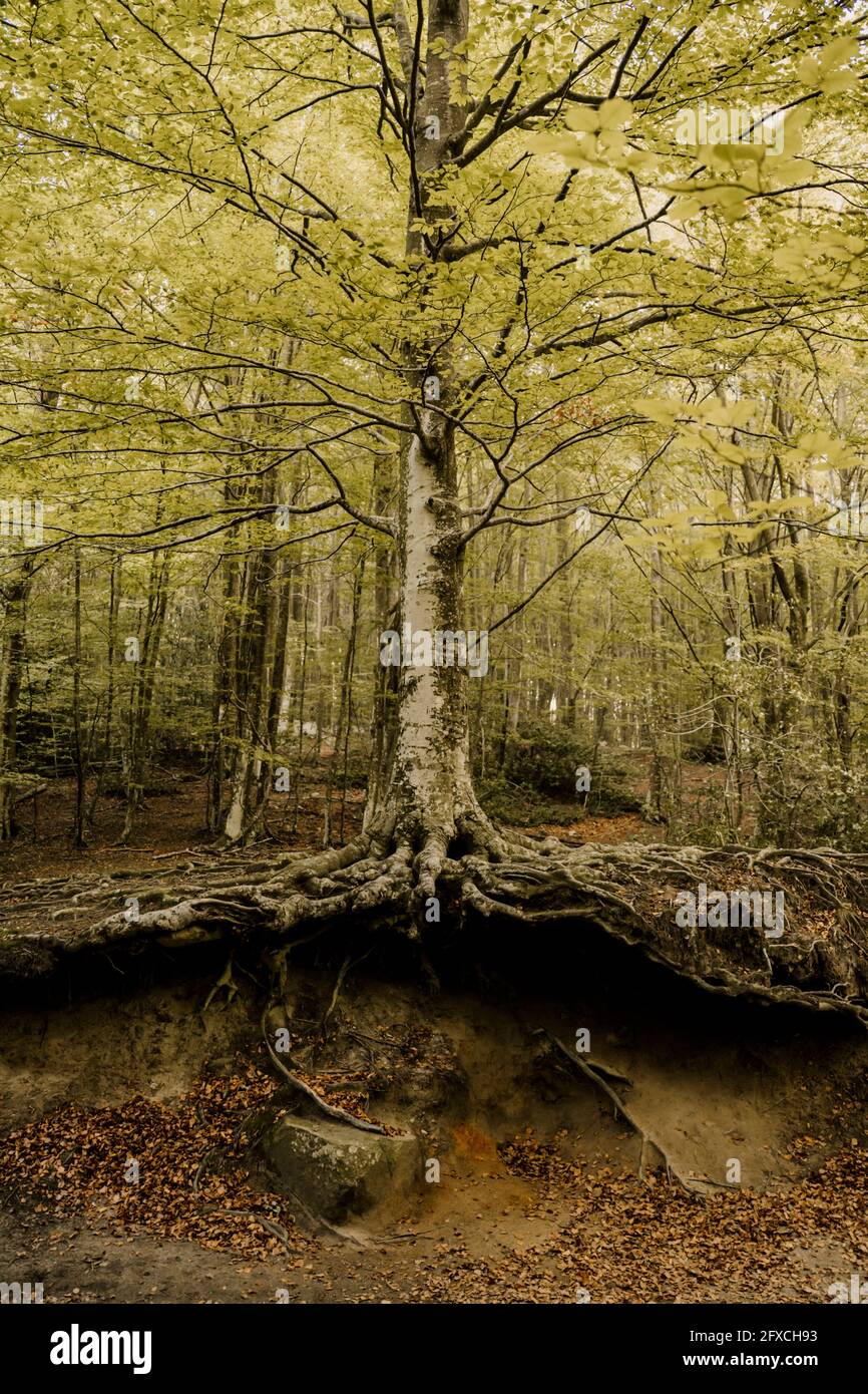 Tree roots underground hi-res stock photography and images - Alamy