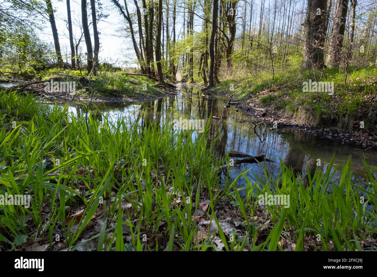 Beauty in the marsh hi-res stock photography and images - Alamy