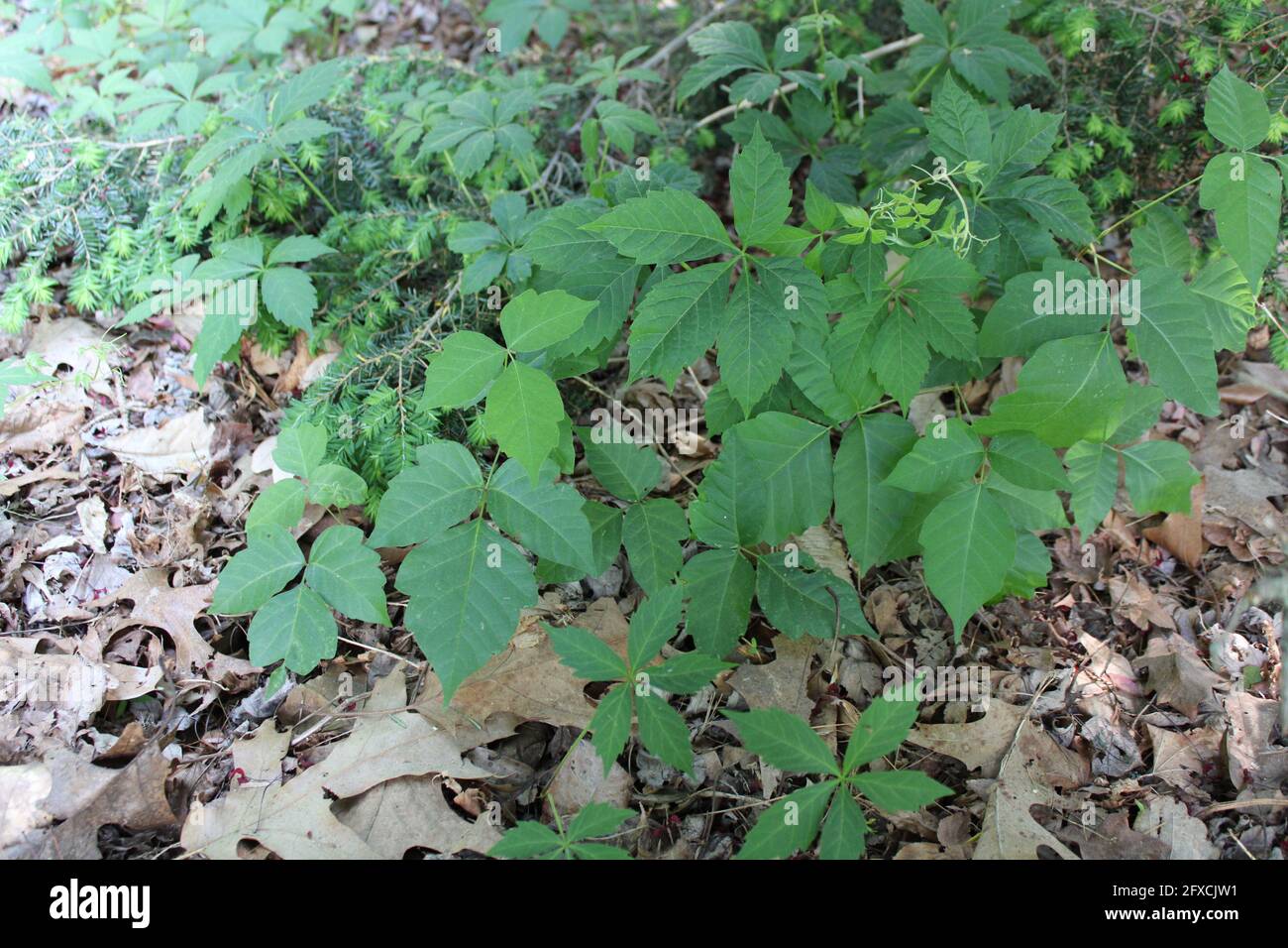 Eastern Poison Ivy Growing with Virginia Creeper Stock Photo - Alamy