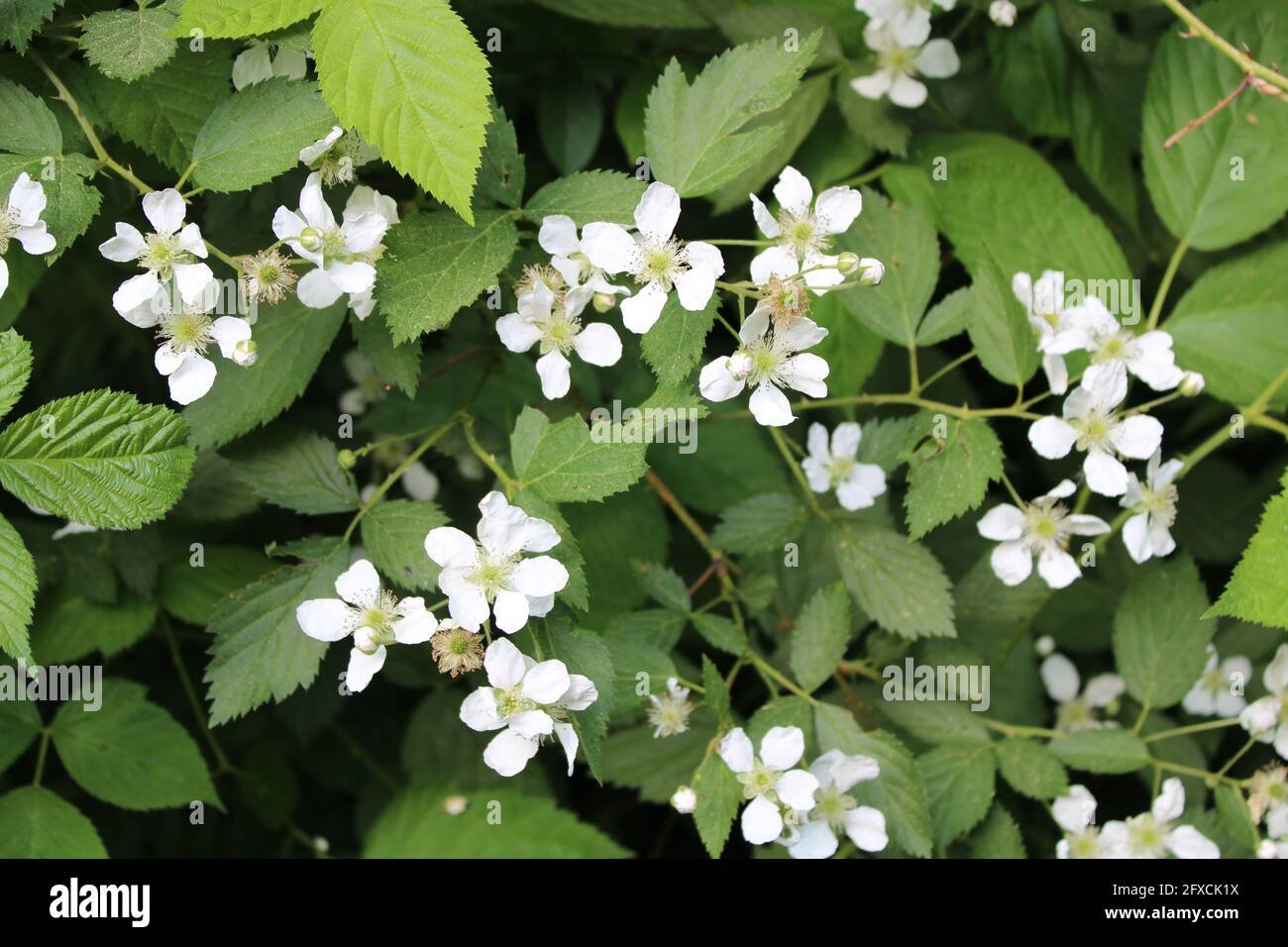 Briar patch hi-res stock photography and images - Alamy