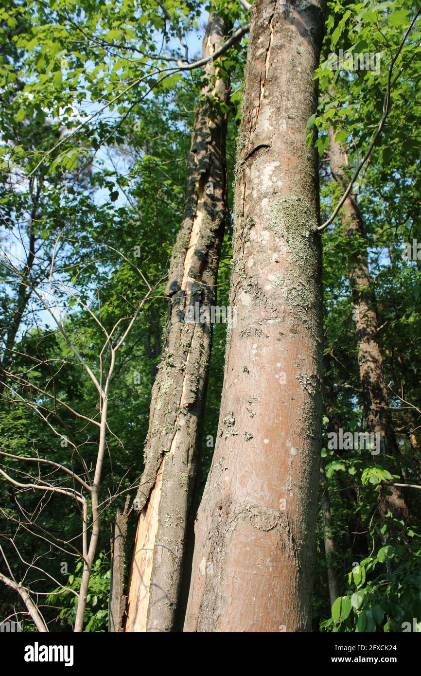 Old split maple tree hi-res stock photography and images - Alamy