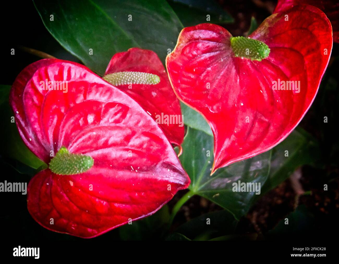Devonian garden hi-res stock photography and images - Alamy