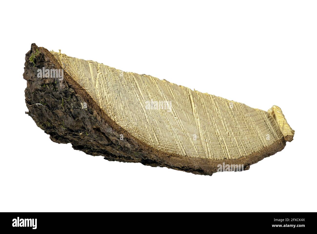 Cross section of a piece of pine wood. Wood grain visible in cross ...