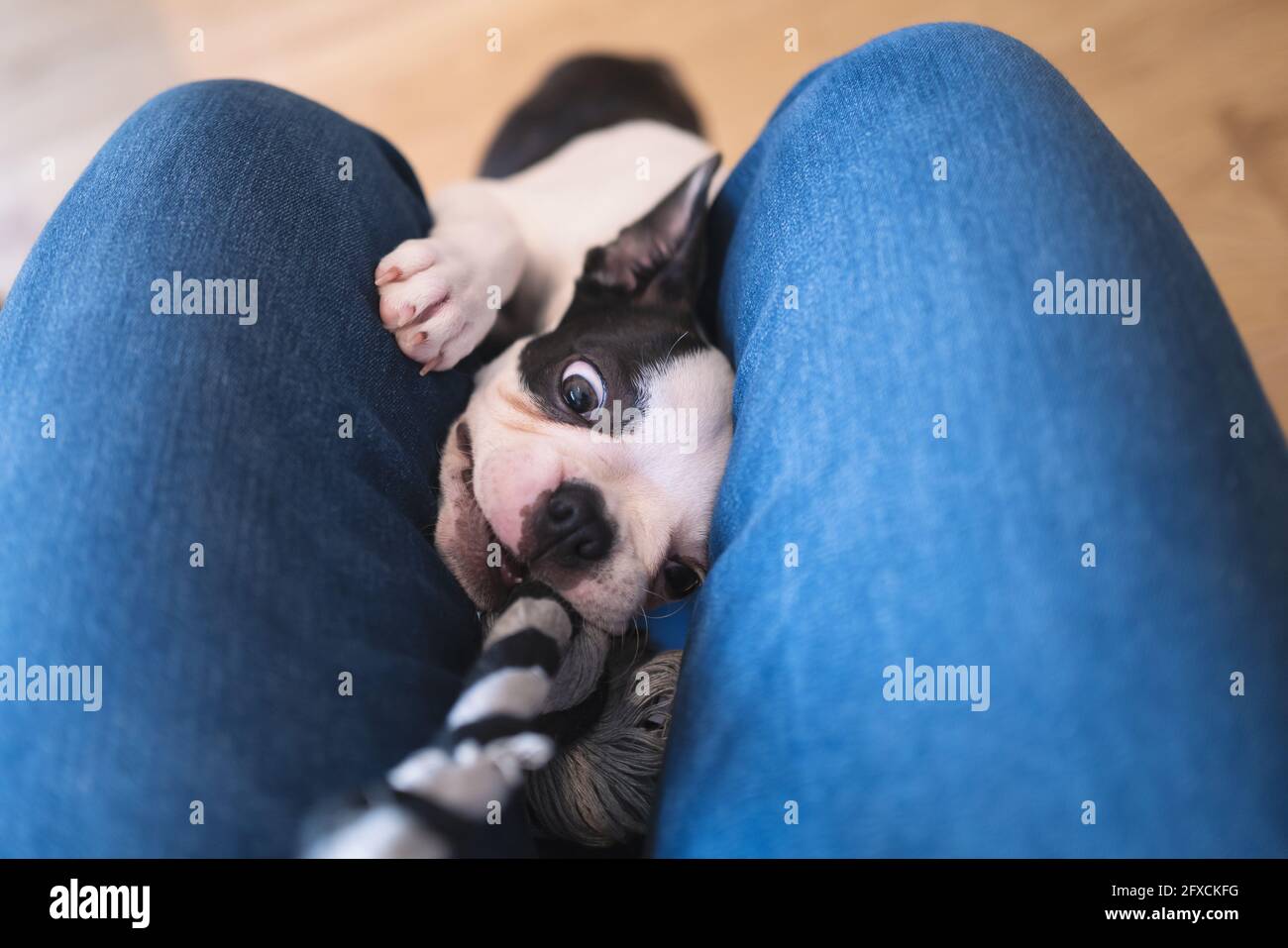 Boston Terrier puppy pulling and chewing on a rope toy between the legs ...