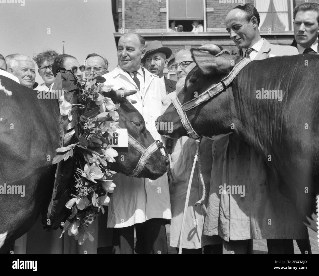 Easter cattle exhibition in Amsterdam, 2 awarded cows, April 7 1960 ...