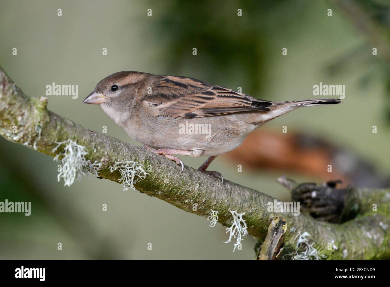 House Sparrow - Passer domesticus - female Stock Photo - Alamy