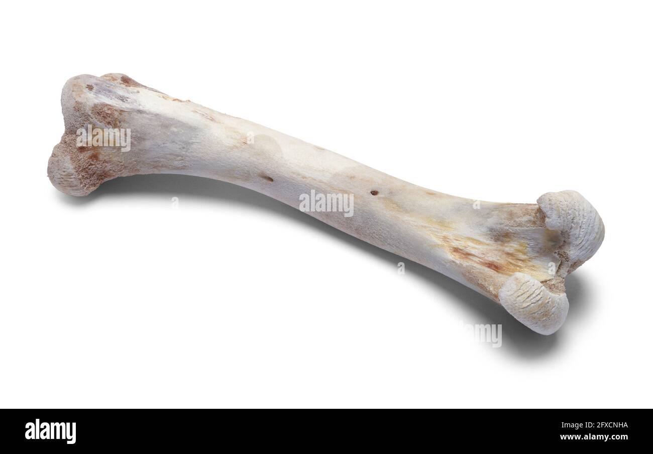 Single Turkey Bone Cut Out Close Up Stock Photo - Alamy