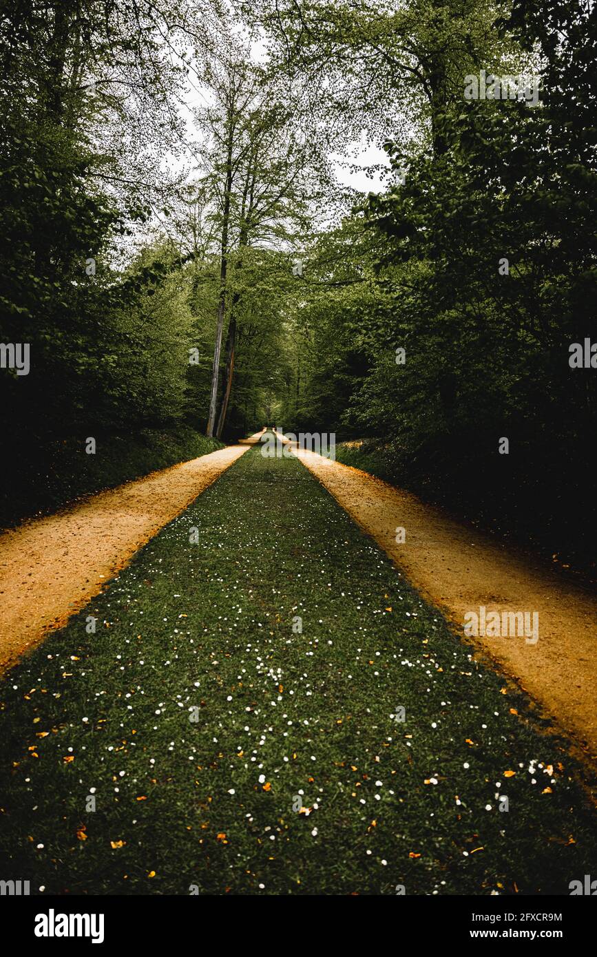 Narrow footpath in the park with green plants and hedges Stock Photo ...