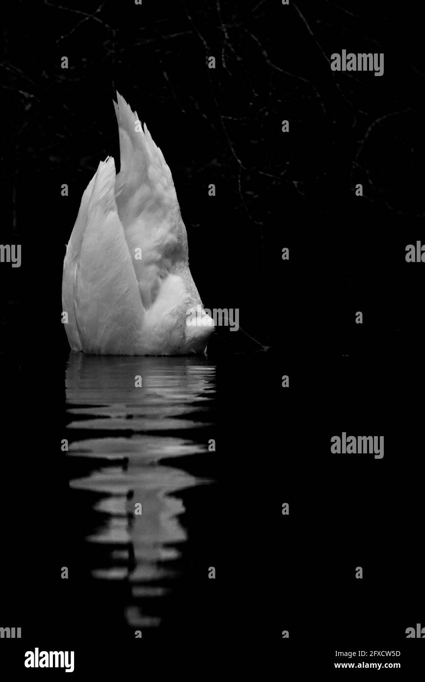 Upending swans hi-res stock photography and images - Alamy