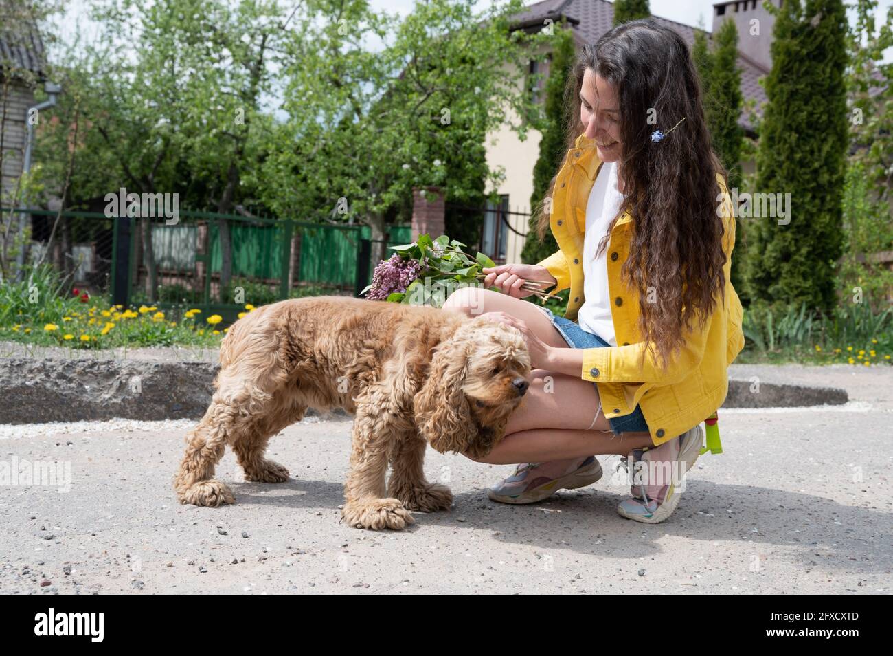 cocker spaniel walking with a girl on the street Stock Photo - Alamy