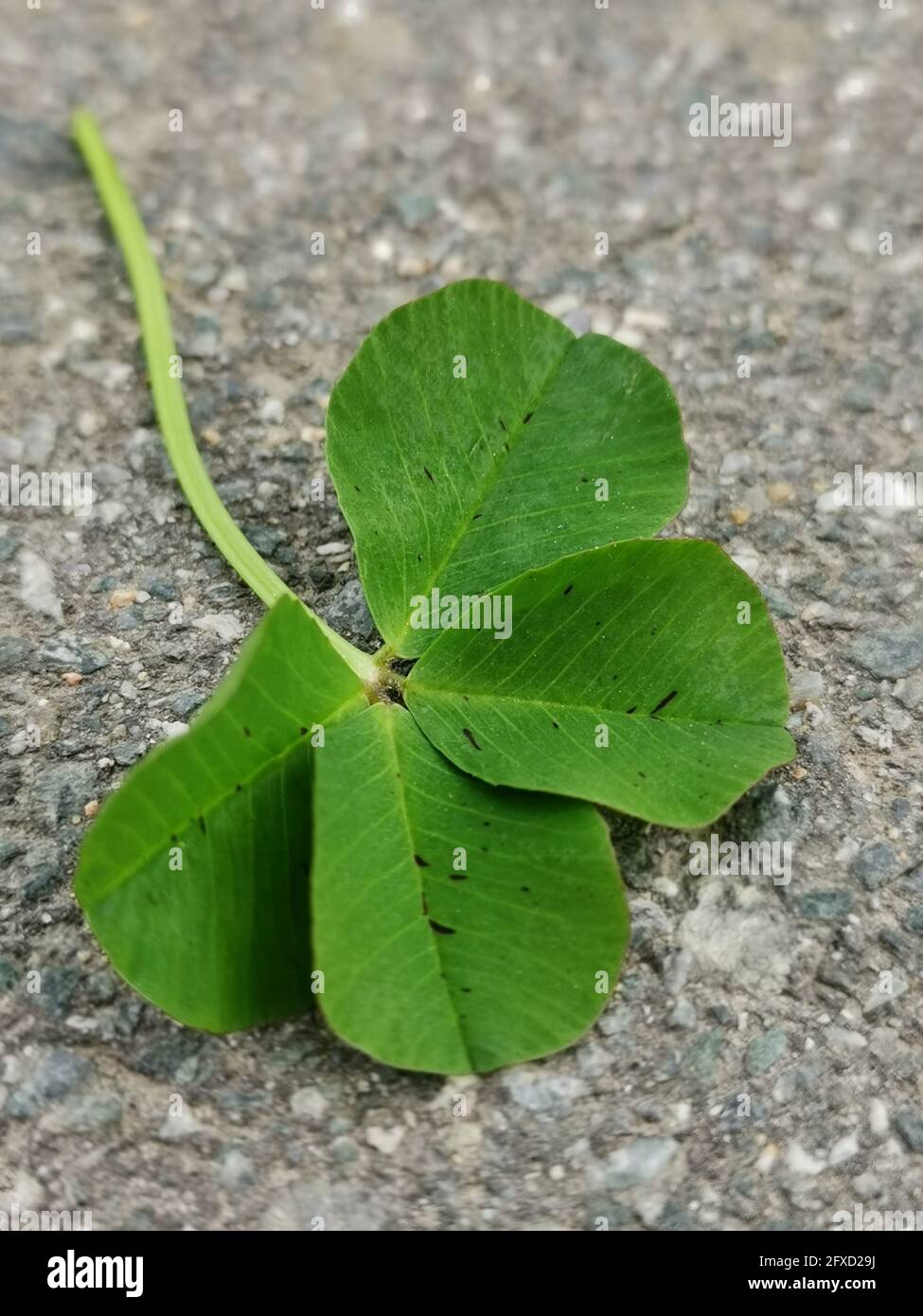 Top view of a green Four-leaf clover Stock Photo - Alamy