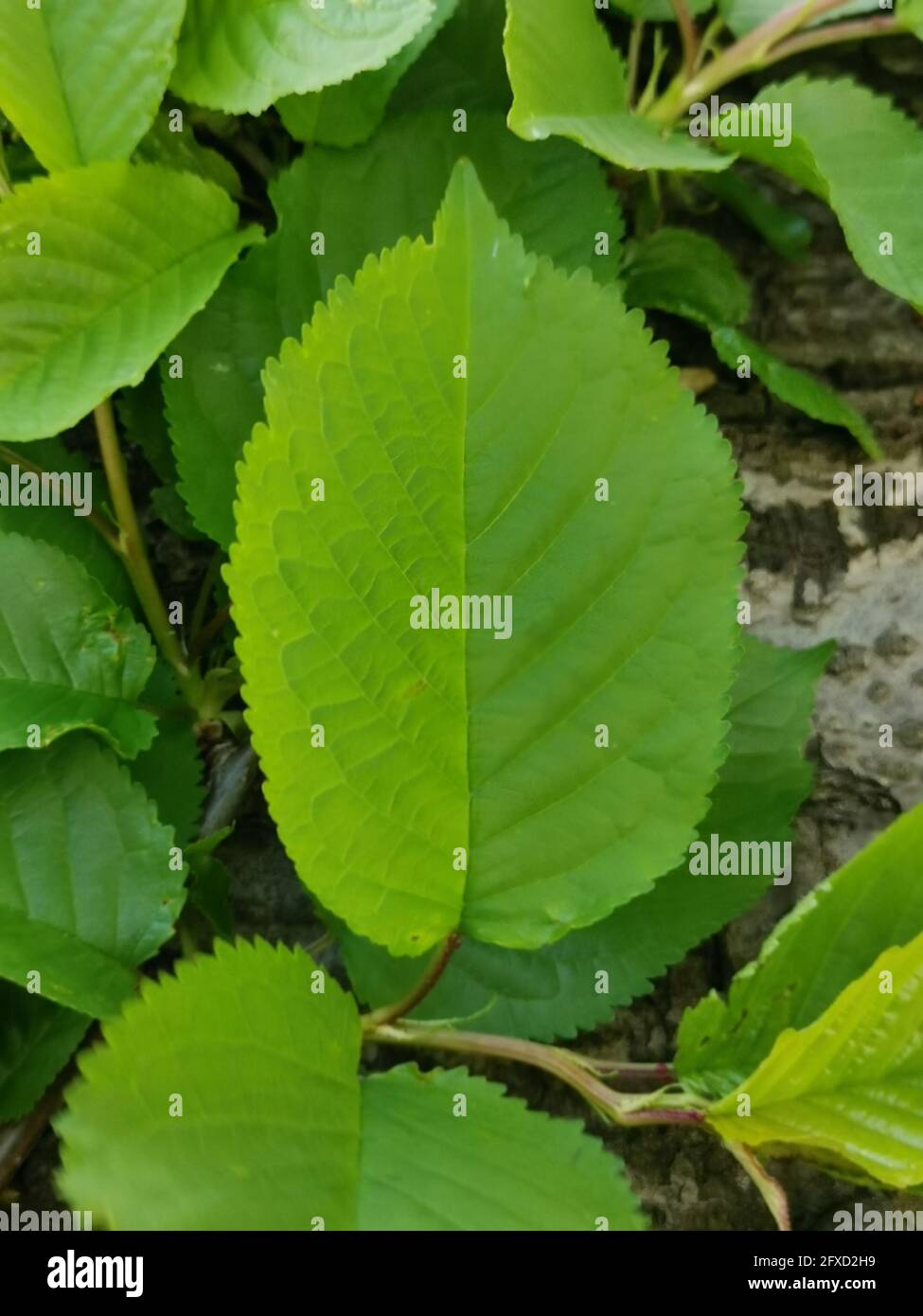 Common hazel leaf on the ground Stock Photo - Alamy