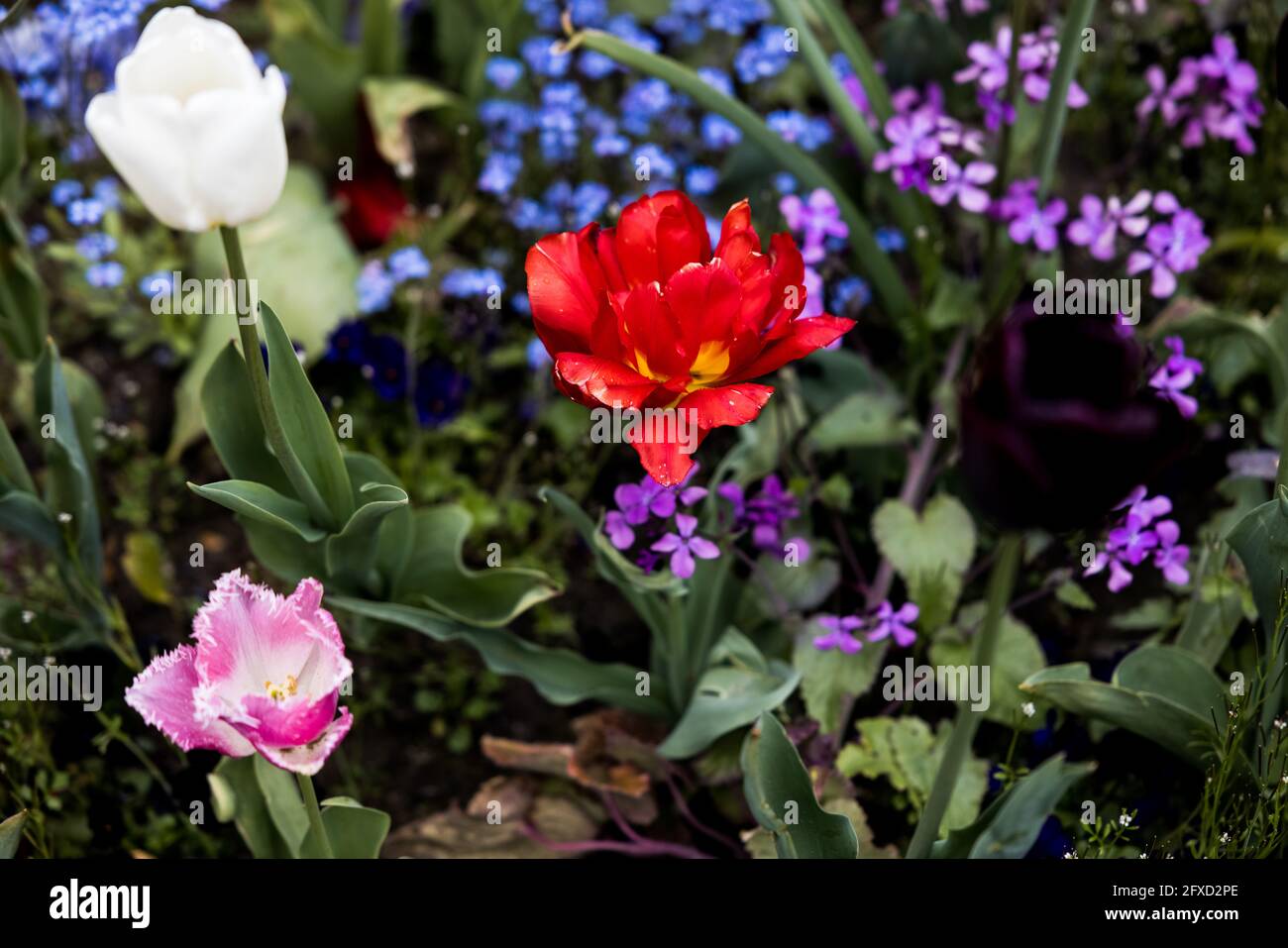 Red double tulip grown in the garden Stock Photo - Alamy