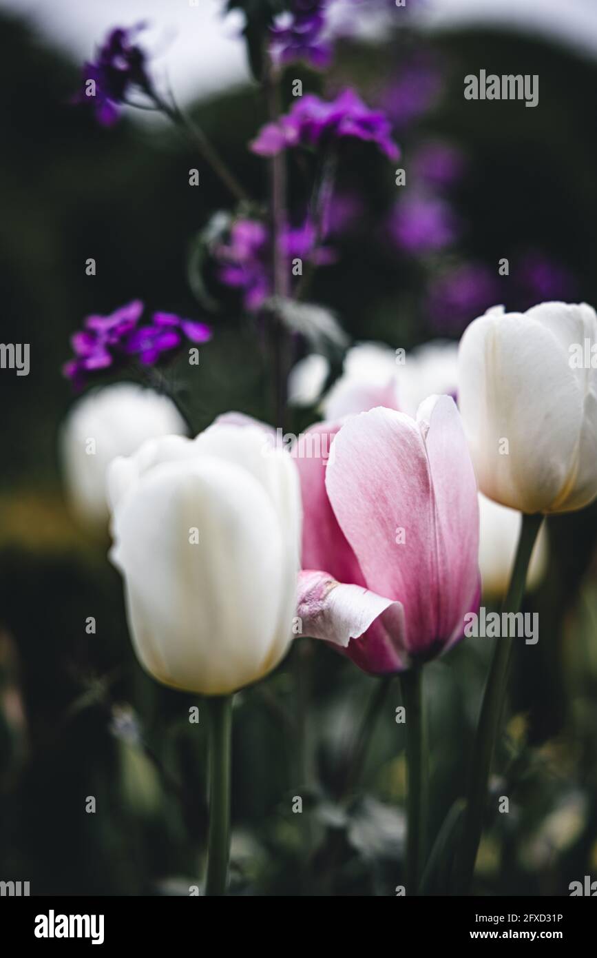 Tulip grown in the garden Stock Photo - Alamy