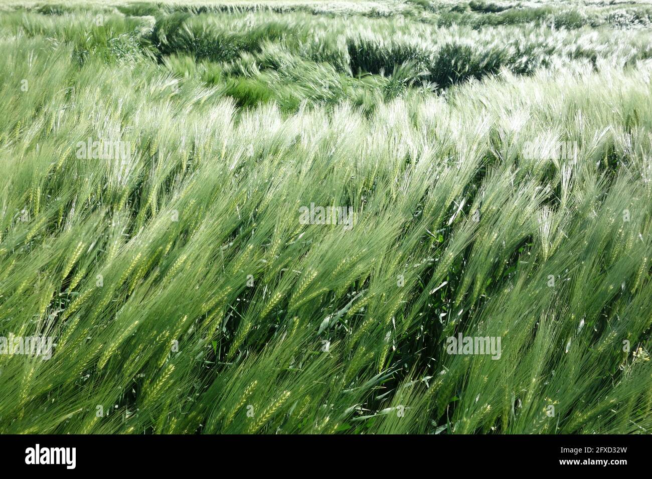 Spring in May The wheat fields sway in the wind like the waves of the ...