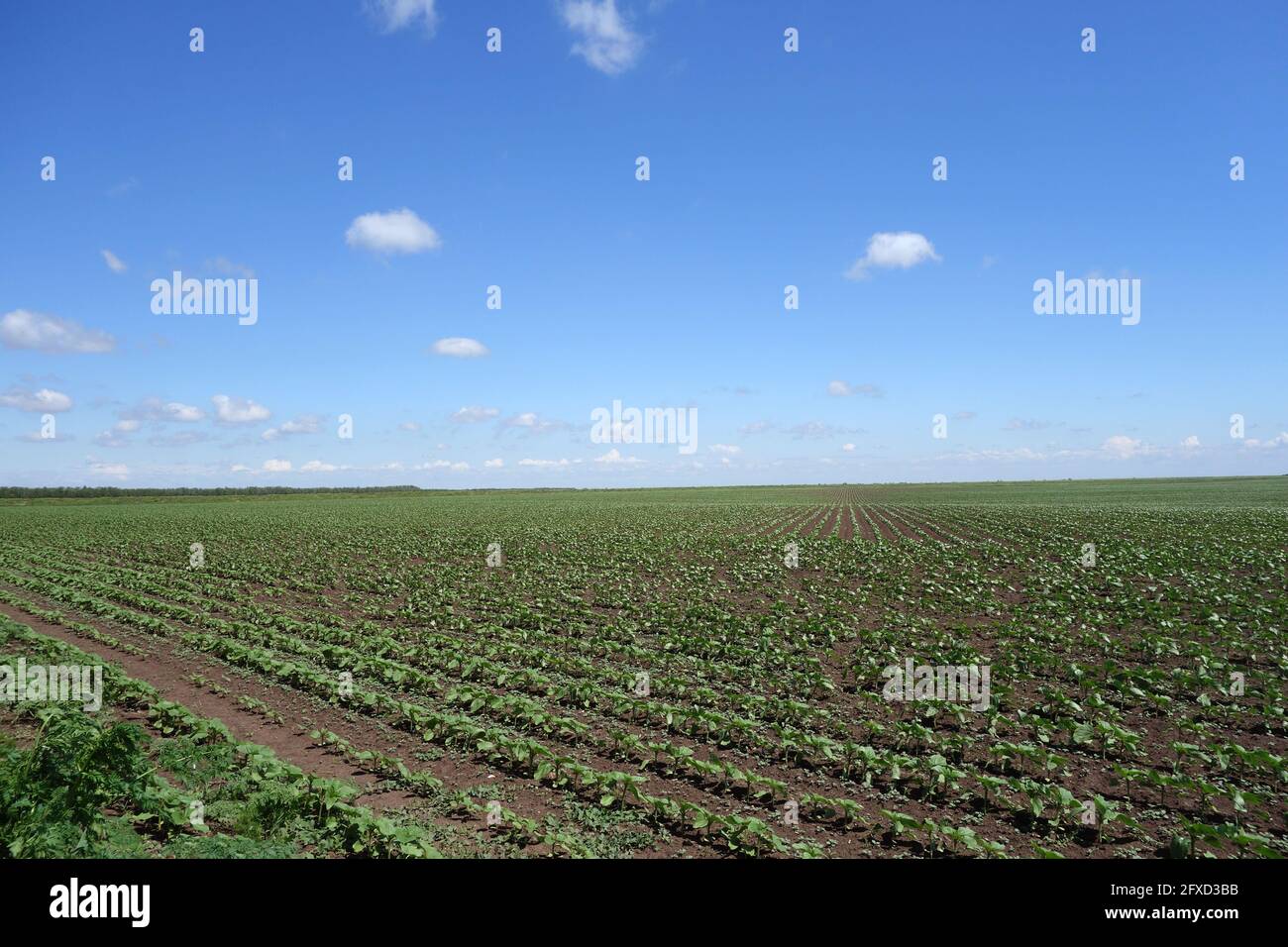 Sunflower crops in the Romanian Plain in the early stages of growth ...
