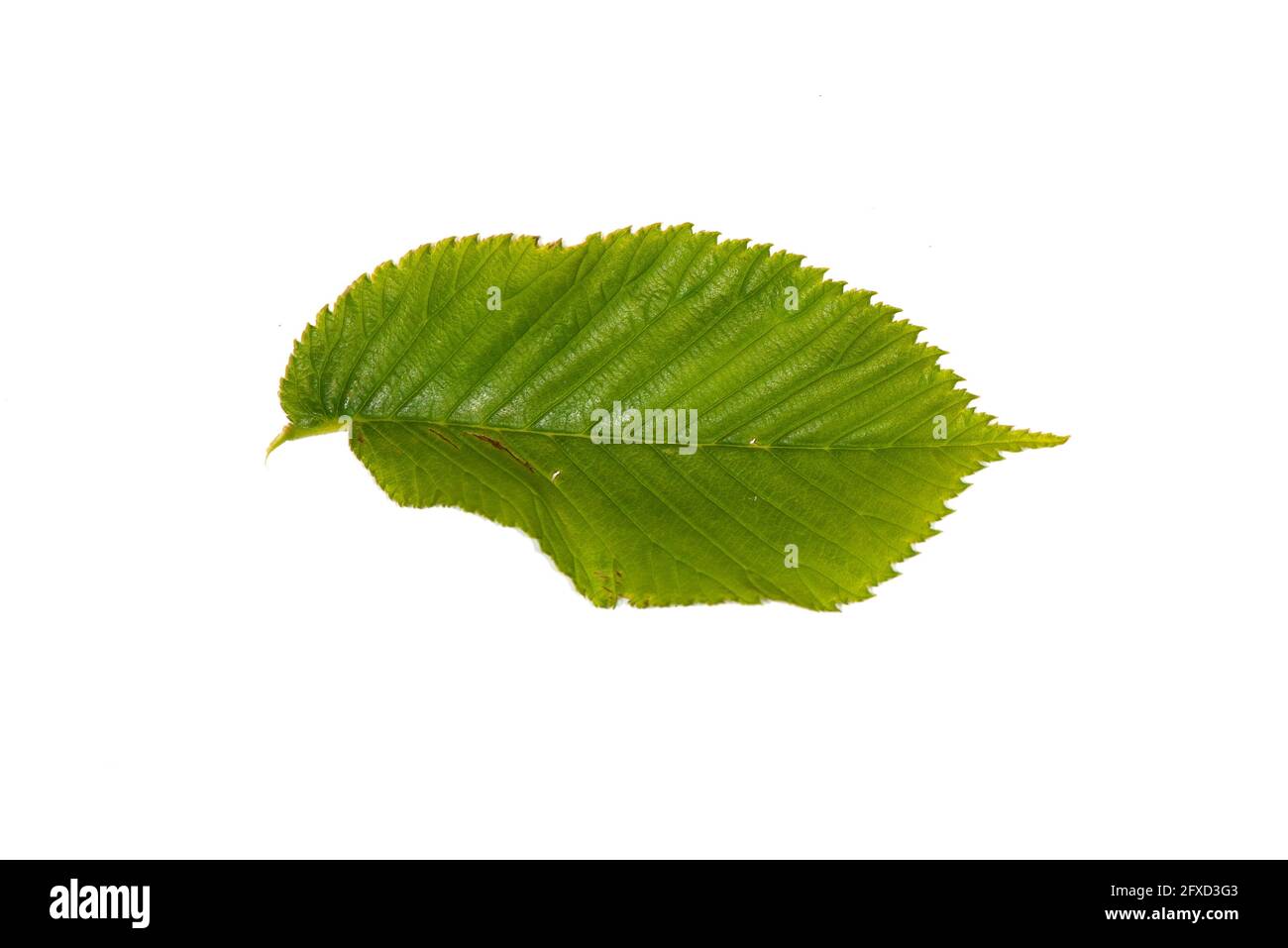 Elm leaf cutout hi-res stock photography and images - Alamy