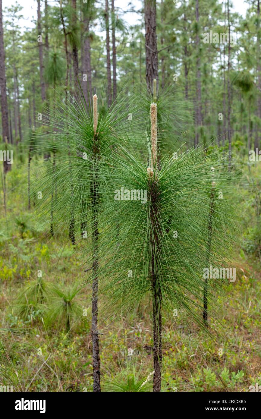 Longleaf Pine saplings (Pinus palustris), Gulfcoast, Florida, USA, by ...