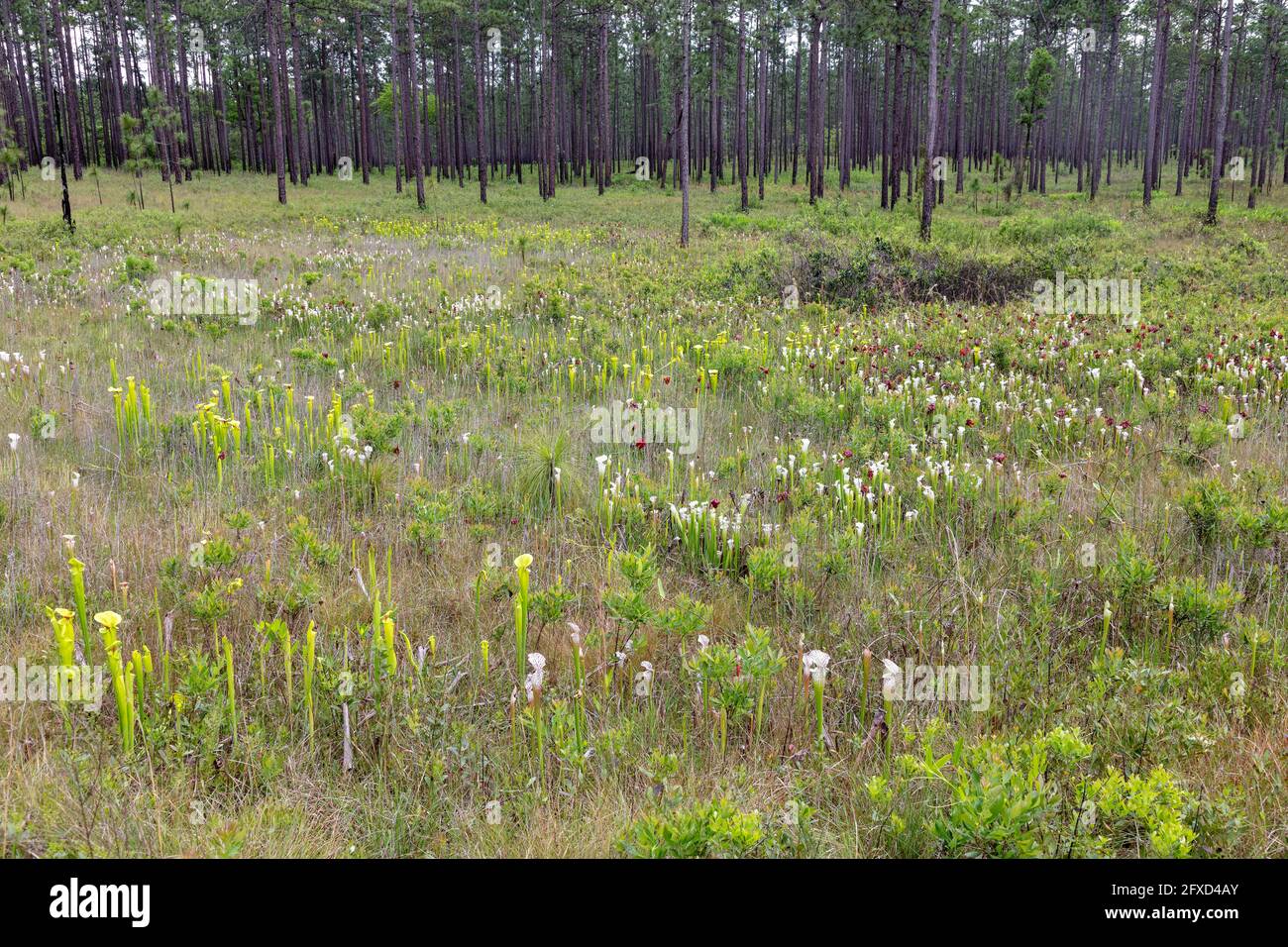 Ecosystem bog wetland hi-res stock photography and images - Alamy