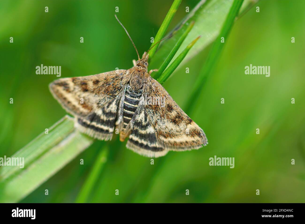 Straw barred pearl moth hi-res stock photography and images - Alamy