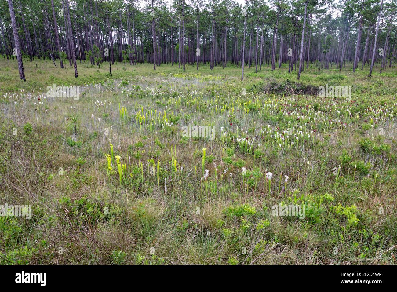 Crimson (Sarracenia leucophylla) and Yellow Pitcher Plants (Sarracenia ...