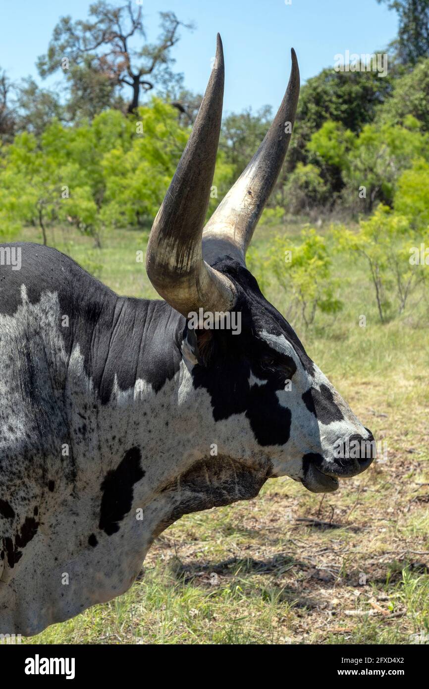 Texas Longhorn, farm or ranch, near Fredericksburg, TX, USA, by James D ...