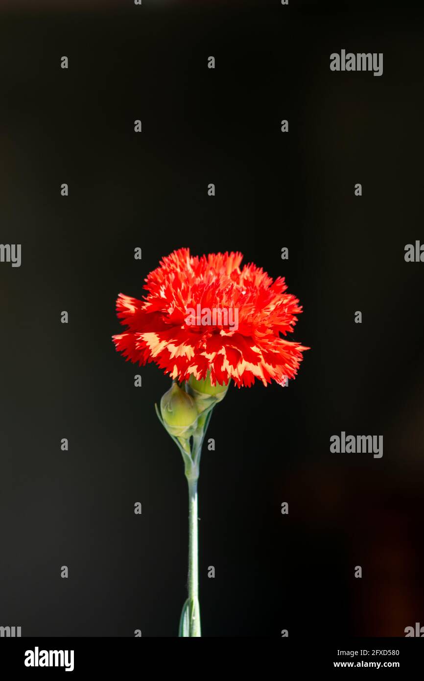 Carnation revolution portugal hi-res stock photography and images - Alamy