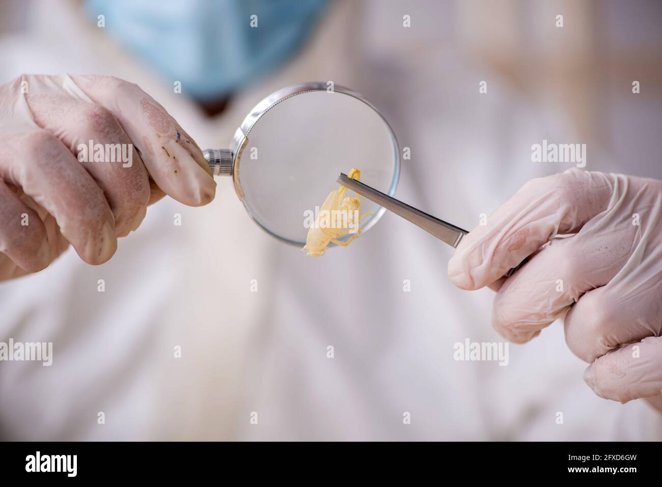 Young chemist zoologist working at the lab during pandemic Stock Photo ...