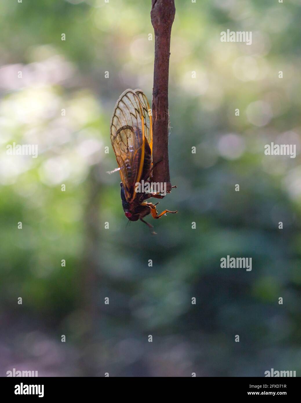Arlington, USA. May 26, 2021. The famously loud and abundant cicadas ...