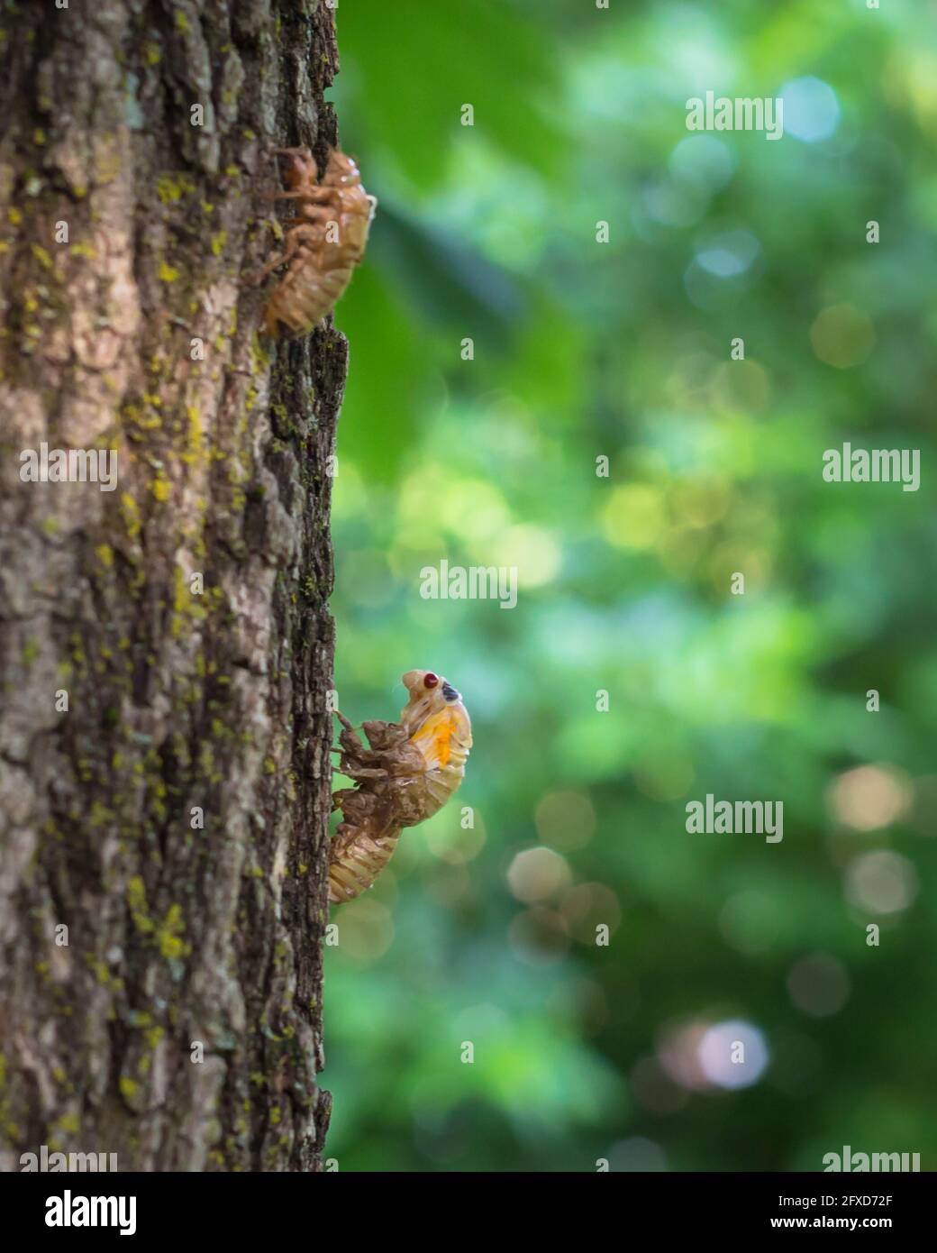 2021 cicadas hi-res stock photography and images - Alamy