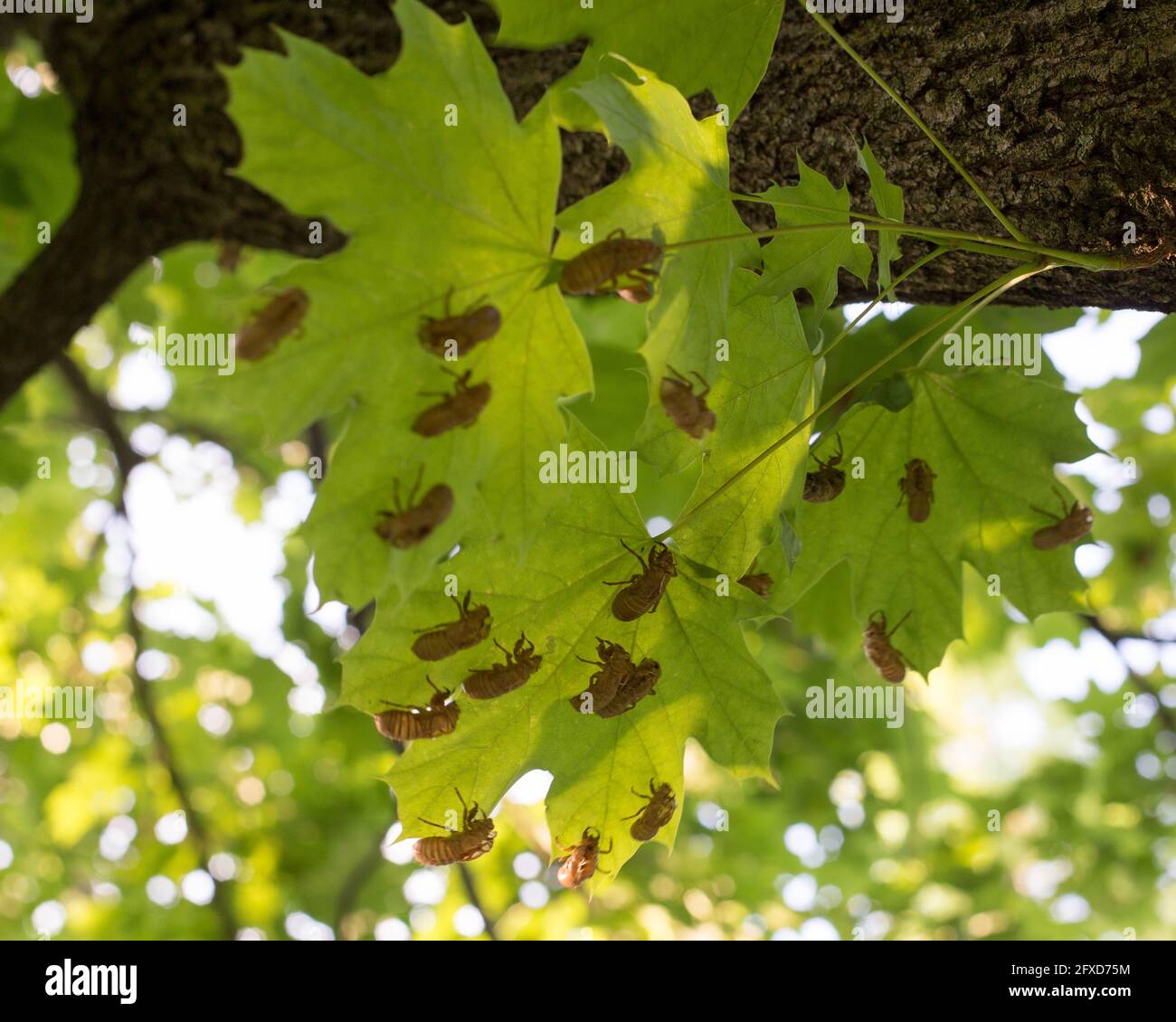 Arlington, USA. May 26, 2021. The famously loud and abundant cicadas ...