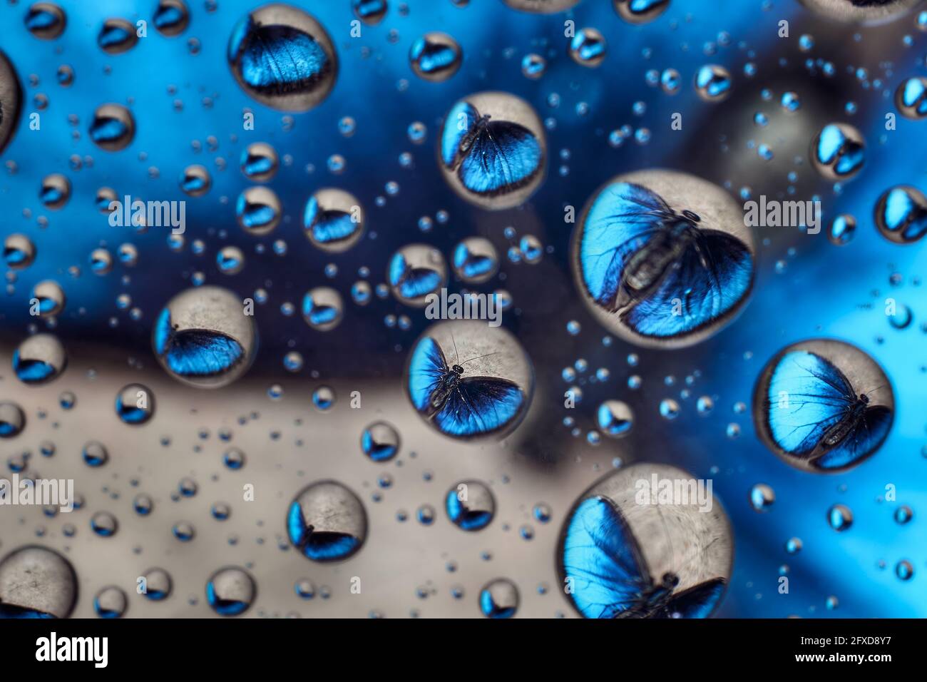 Butterfly in water hi-res stock photography and images - Alamy