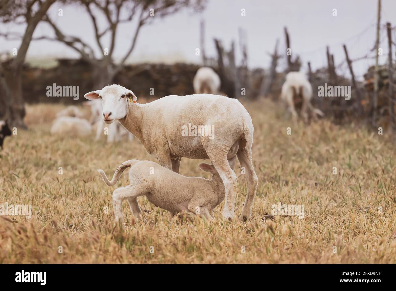 Sheep with baby in a field Stock Photo - Alamy