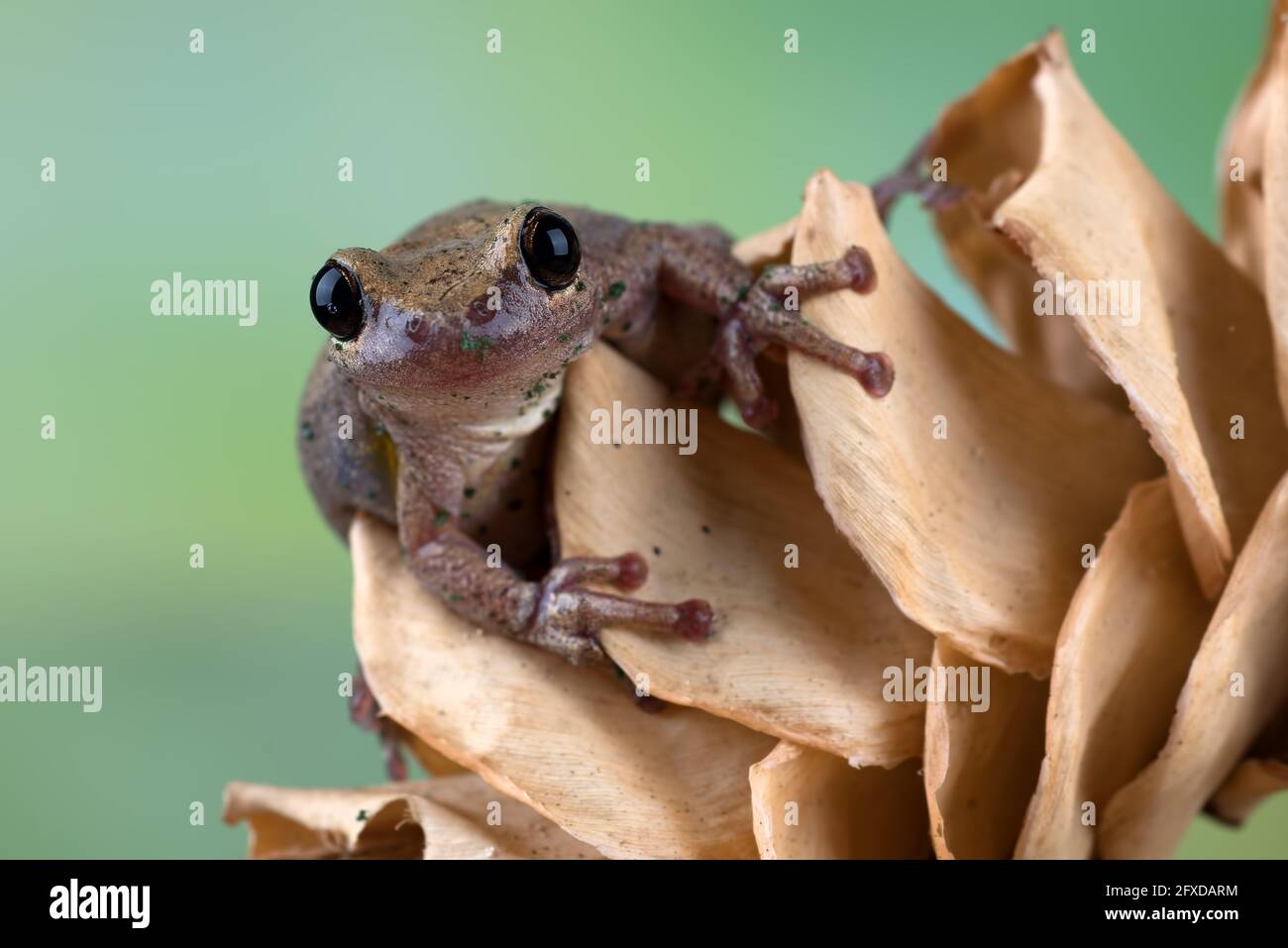 Dessert tree frog on dried leaf Stock Photo - Alamy