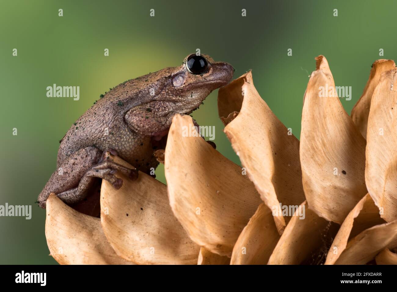 Dessert tree frog on dried leaf Stock Photo - Alamy