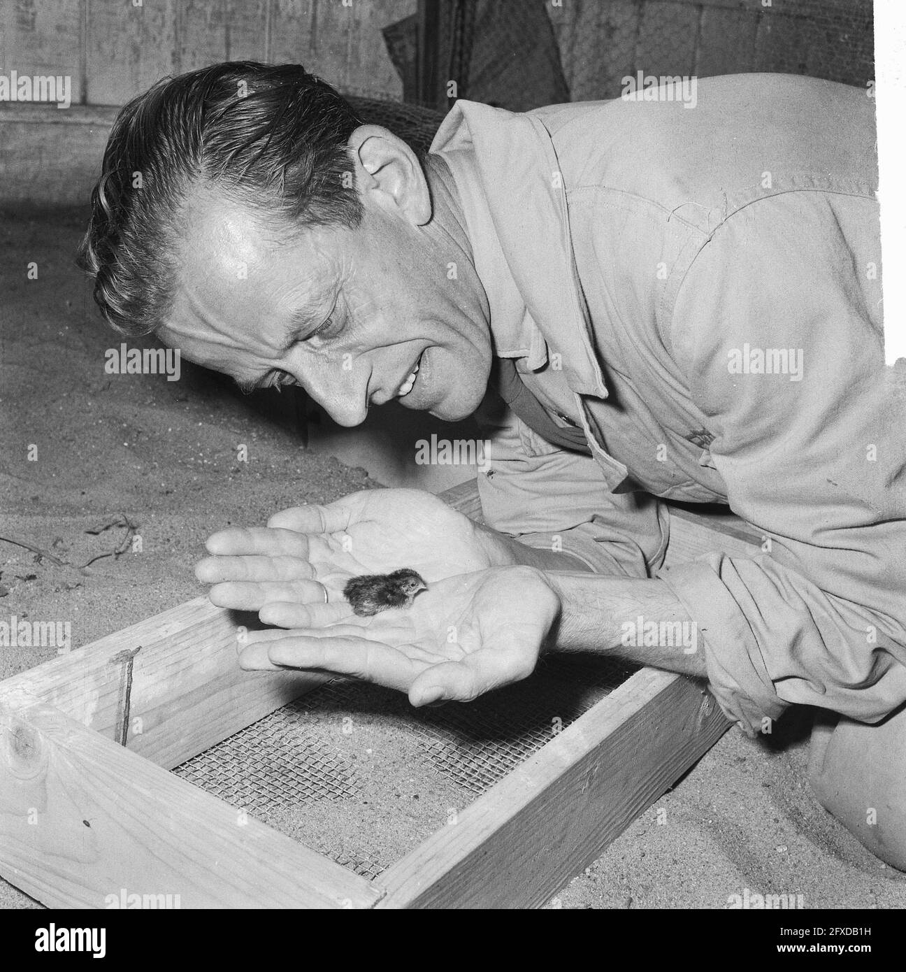 Smallest bird chinese dwarf quail hi-res stock photography and images ...