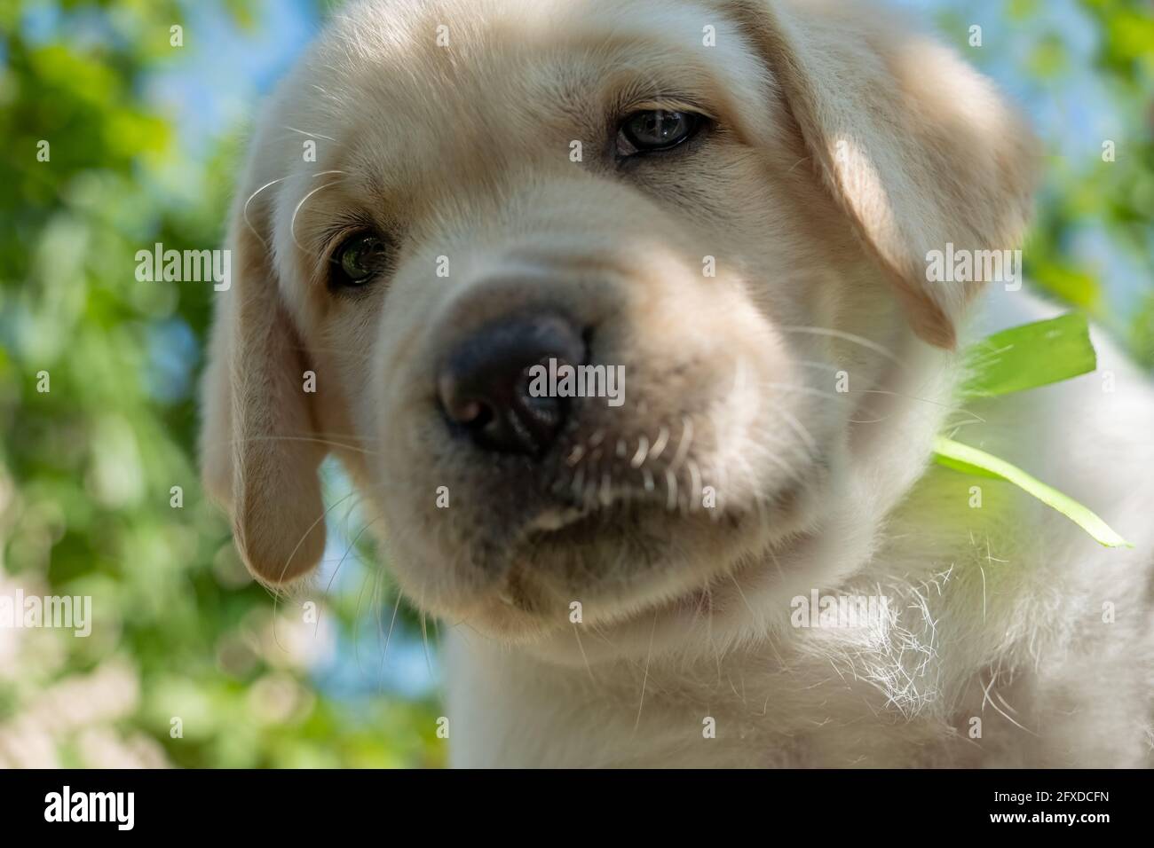Labrador retriever dog puppy walking hi-res stock photography and ...