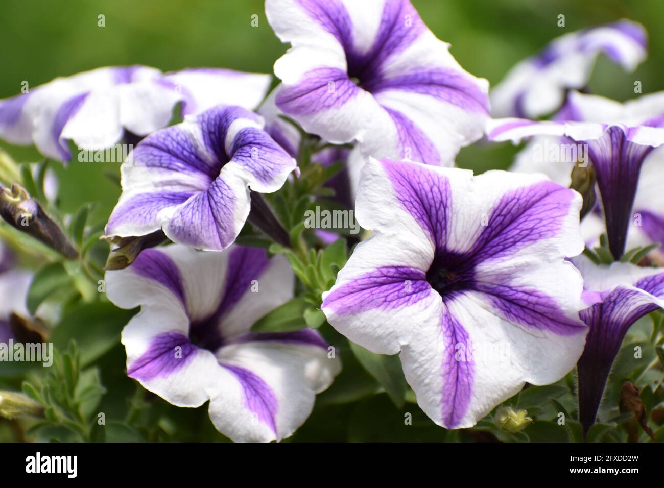 White and purple star petunias hi-res stock photography and images - Alamy