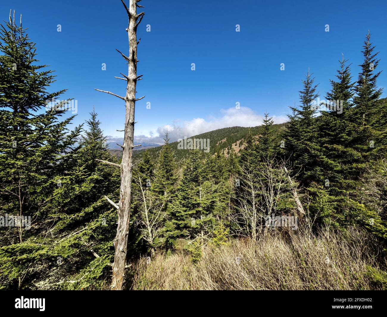 Forests in Great Smoky Mountains National Park, Tennessee Stock Photo ...